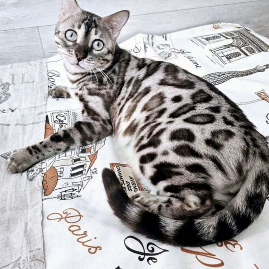 Бенгальская, взрослая кошка