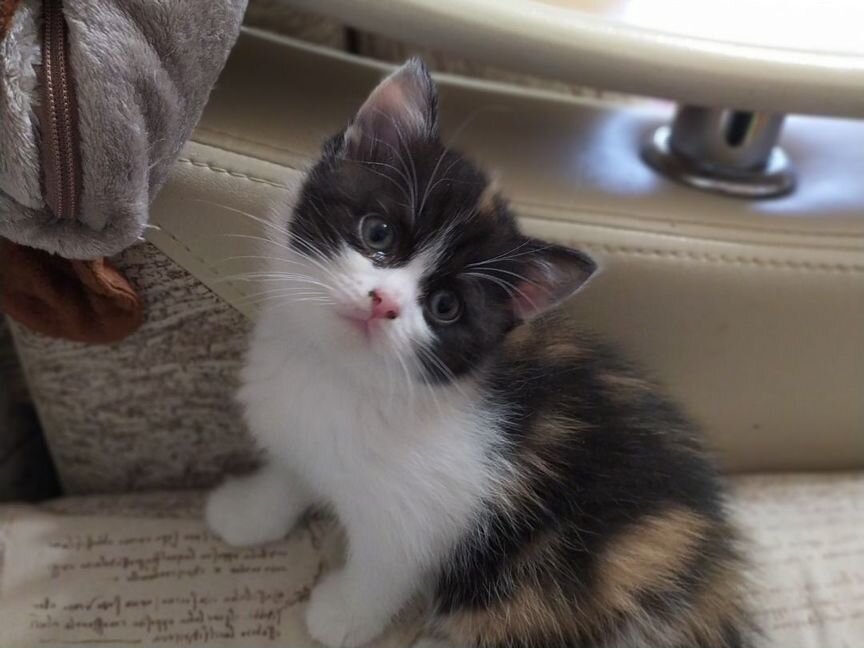 Котята британской породы