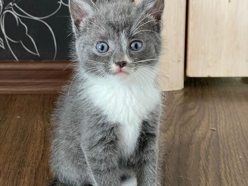 Красивые котята 1,5 месяца