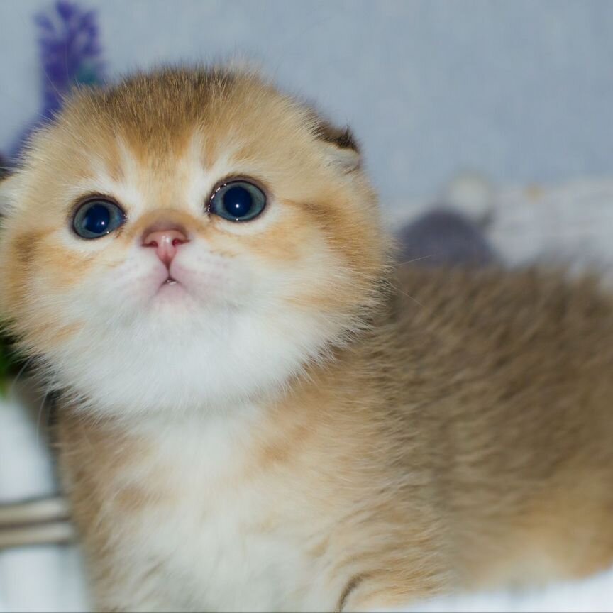 Шикарная девочка Scottish-fold ny25