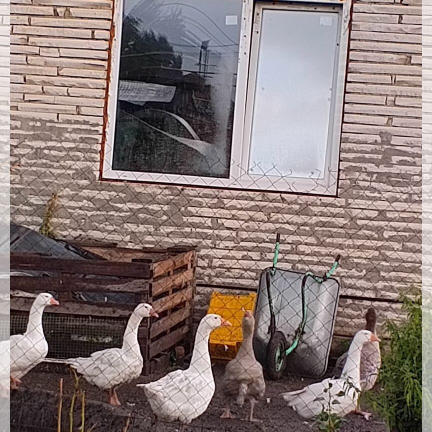 Гуси