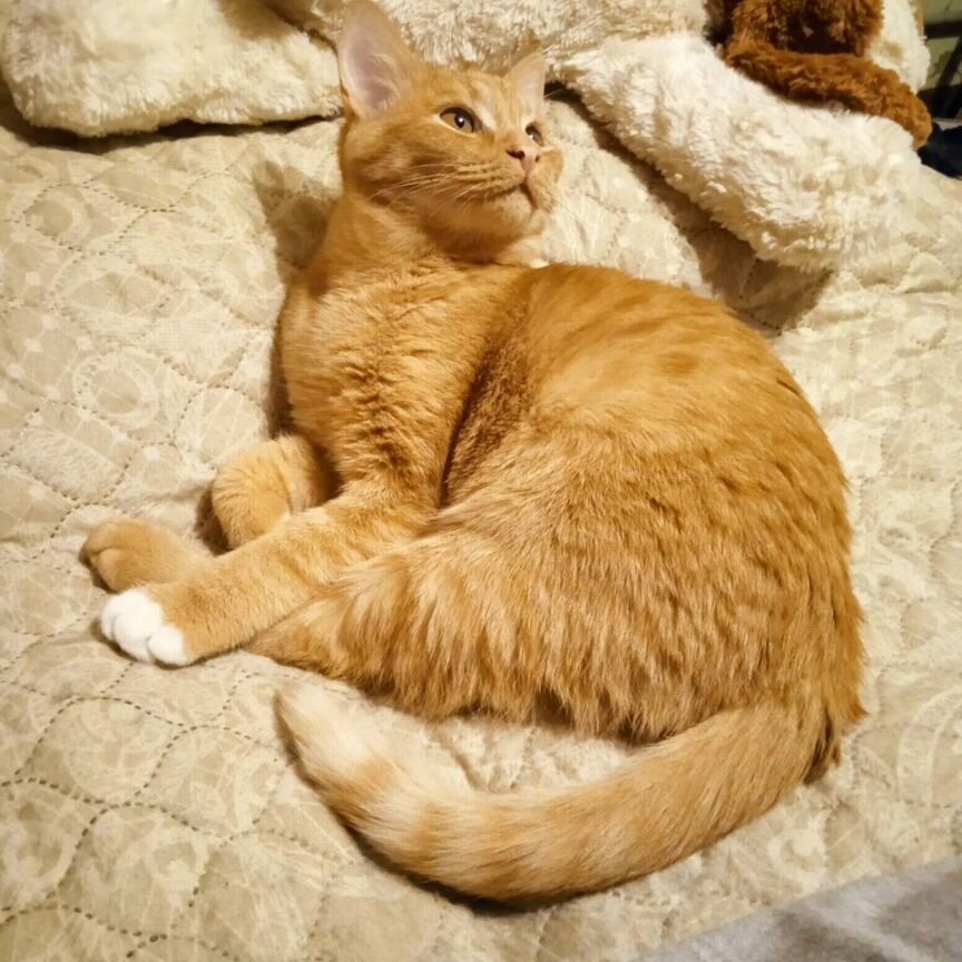 Котик 6 мес