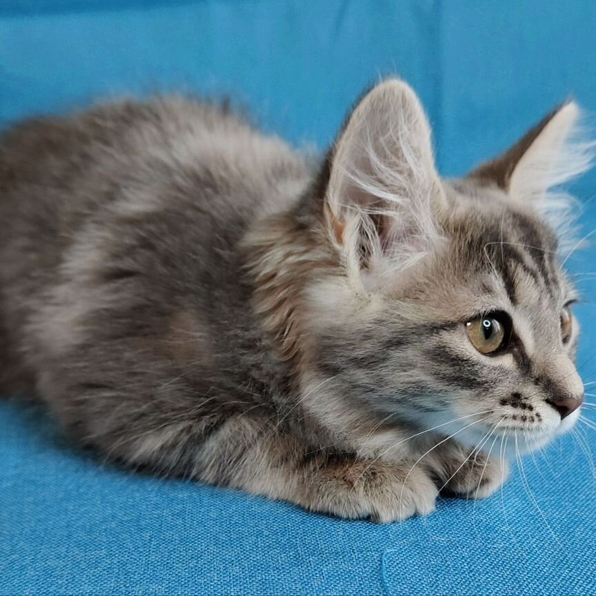 Котята Курильского Бобтейла