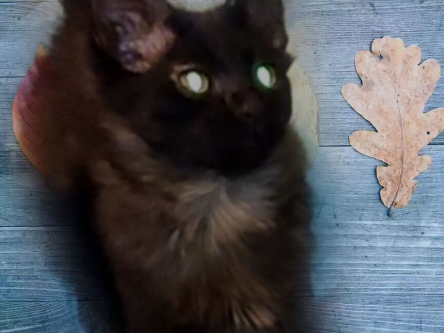 Сибирский черный котёнок