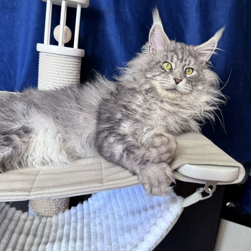 Мейнкун кот