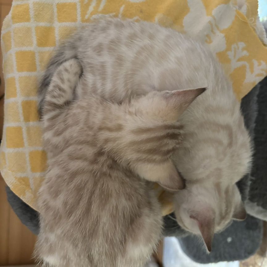 Бенгальские котята снежный линкс