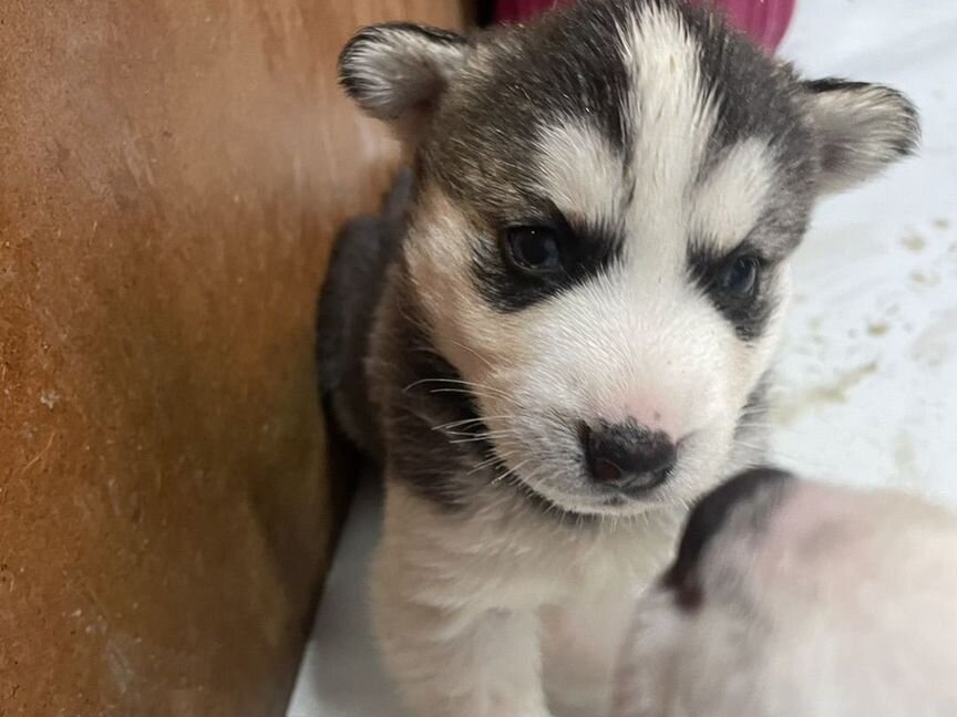 Щенок в добрые руки бесплатно