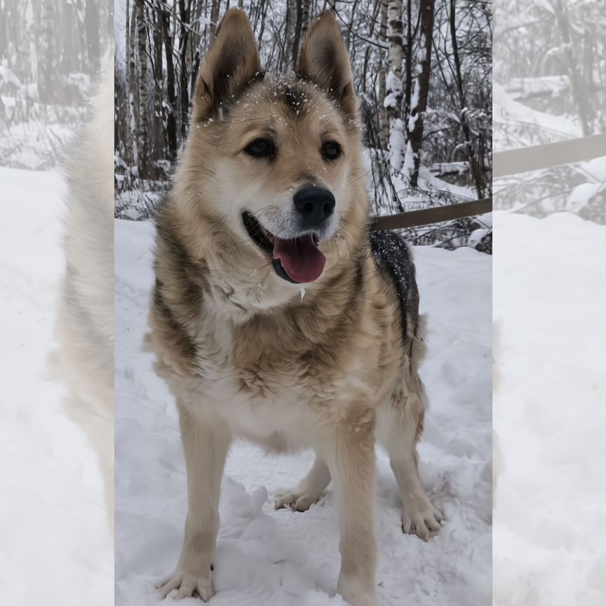 Взрослая собака в добрые руки