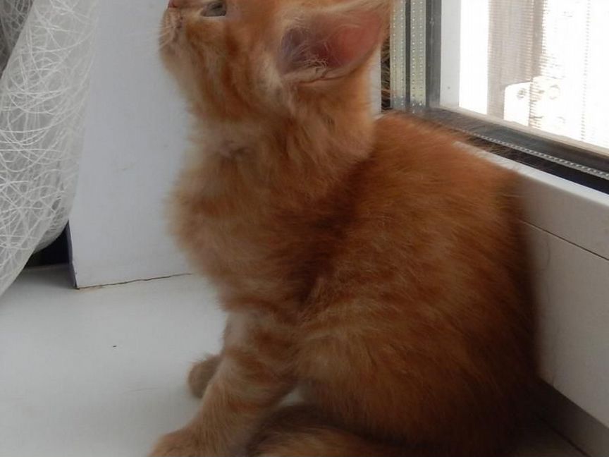 Котята в добрые руки мальчики