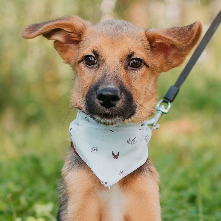 Милейший щенок Карат в добрые руки