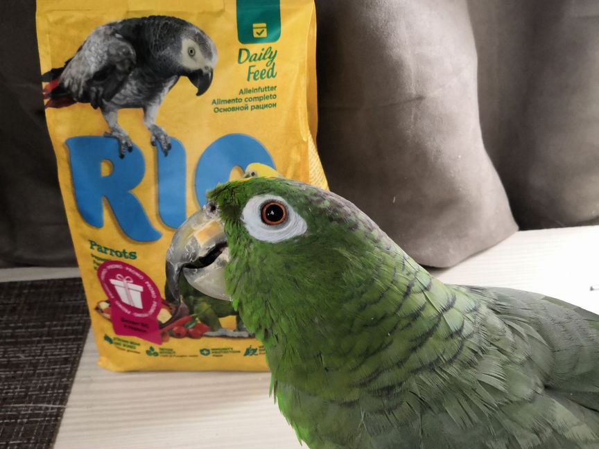 Попугай Мюллер, мальчик