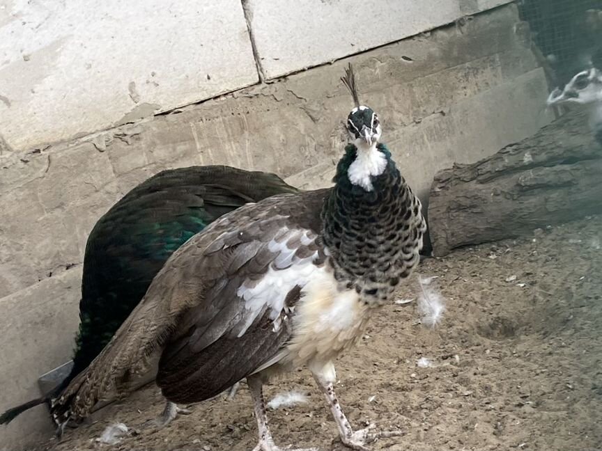 Павлины продажа