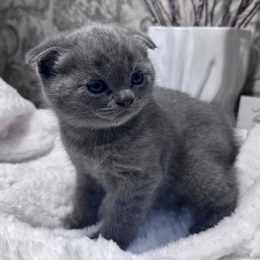 Шотландский вислоухий короткошёрстный котёнок