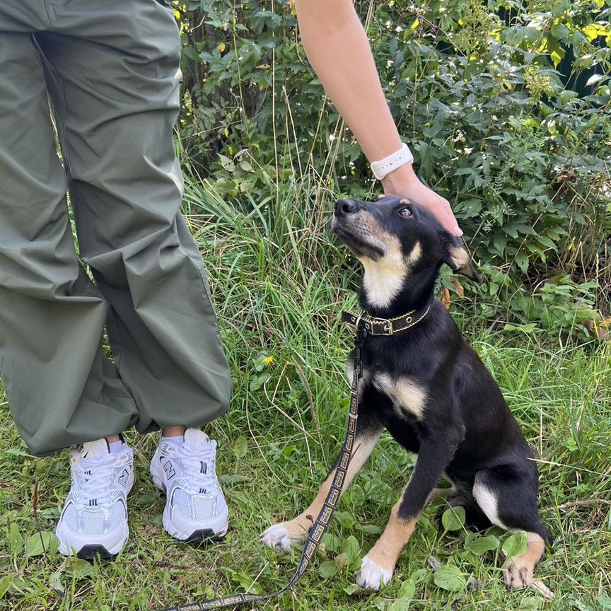 Щенок Бемби в добрые руки