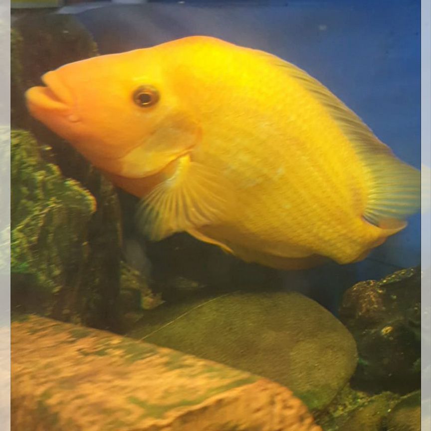 Аквариумная рыбка Цихлазома лабиатум