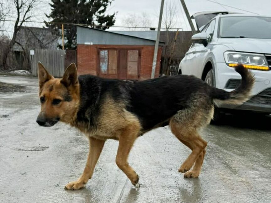 Собака Немецкая овчарка 5 лет