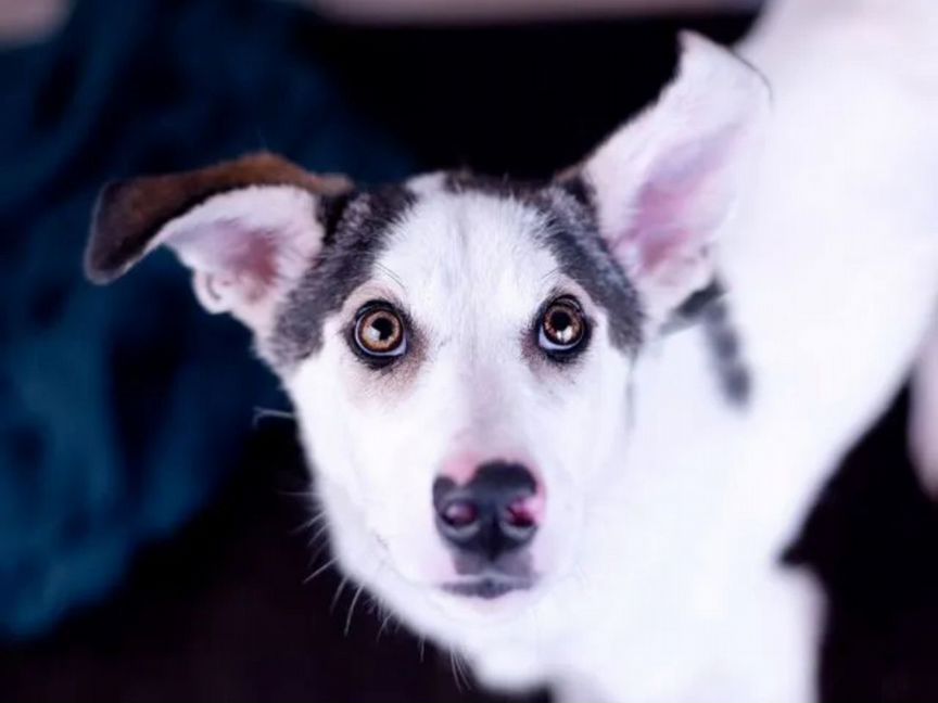 Позитивный парень Нильс ищет дом