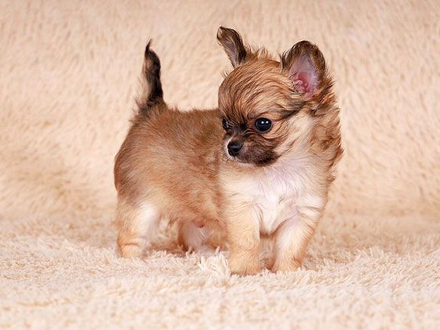 Чихуахуа д/ш мальчик рыжий