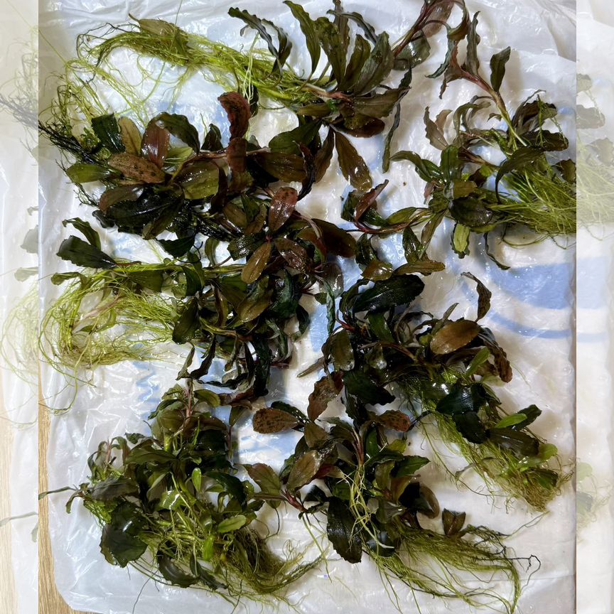 Аквариумные растения