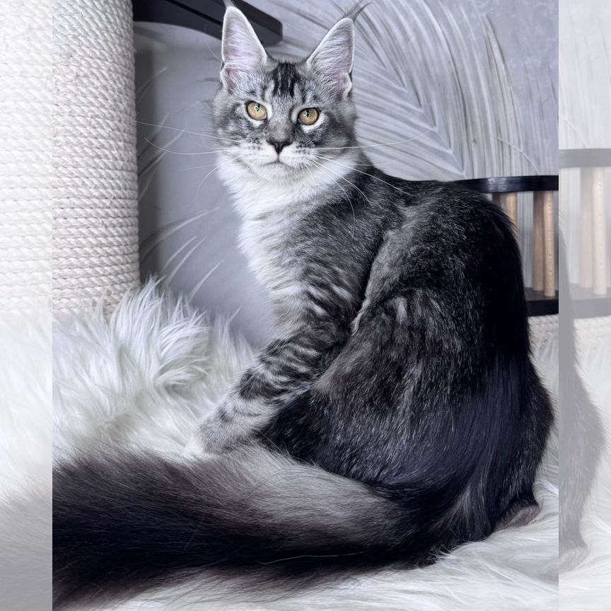 Мейн-кун котёнок
