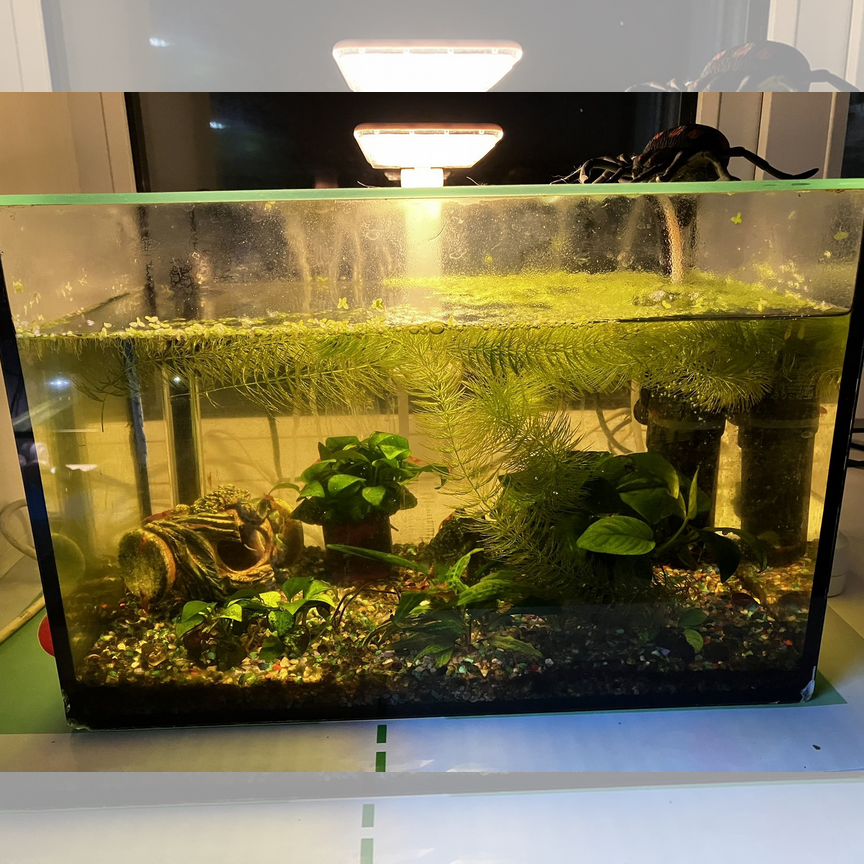 Аквариум с креветками