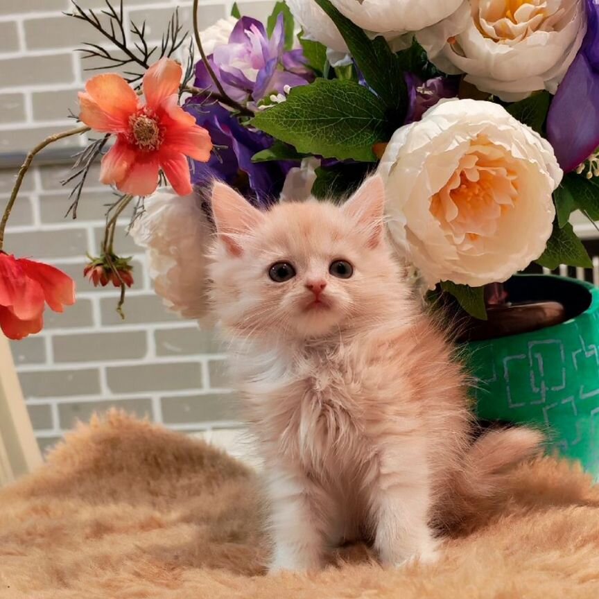 Сибирские котята