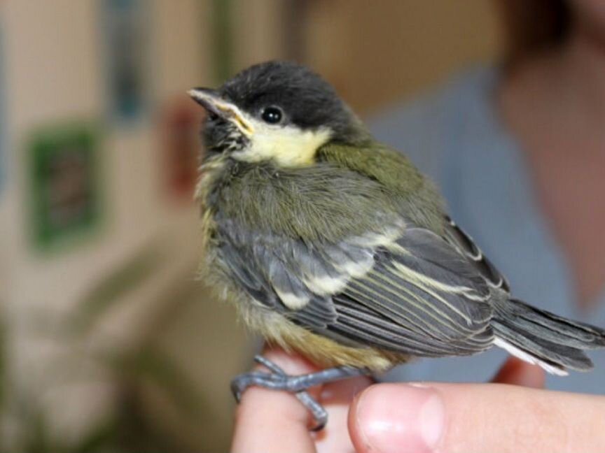 Птенец синицы ручной