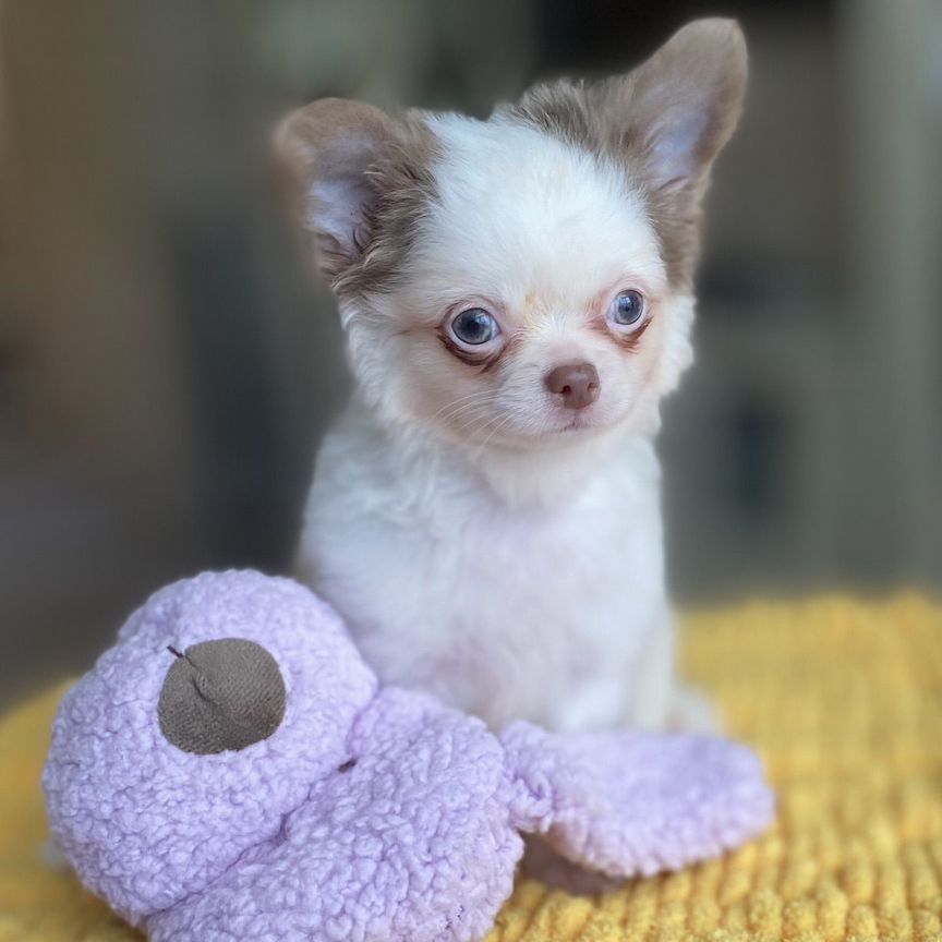 Чихуахуа нежный зефирчик