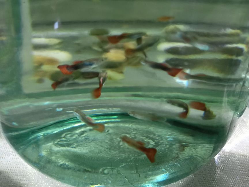 Рыбки гуппи и пицилии