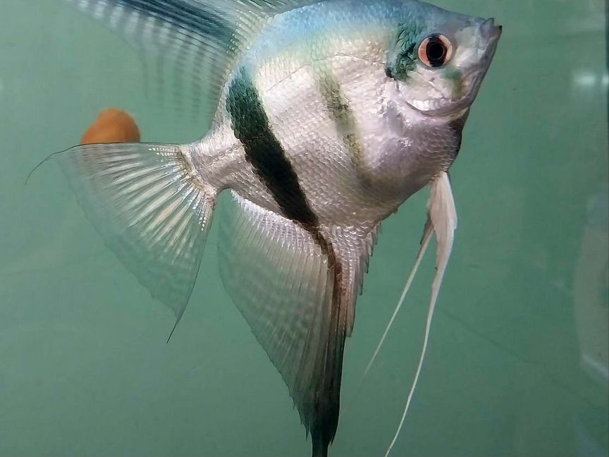 Самец скалярии Голубой ангел