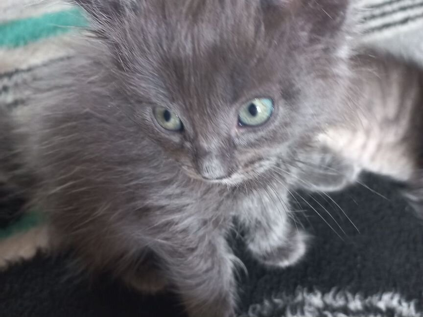 Котята