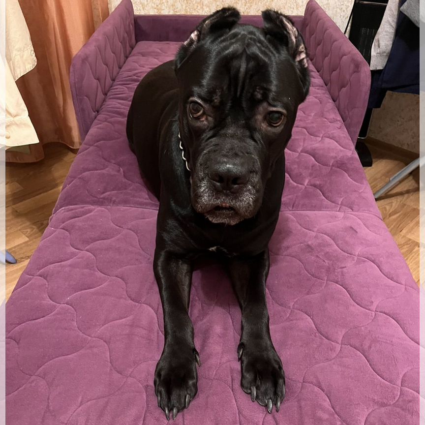 Отдам в добрые руки Кане Корсо