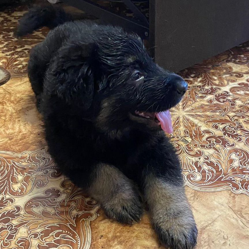 Немецкая овчарка, щенок