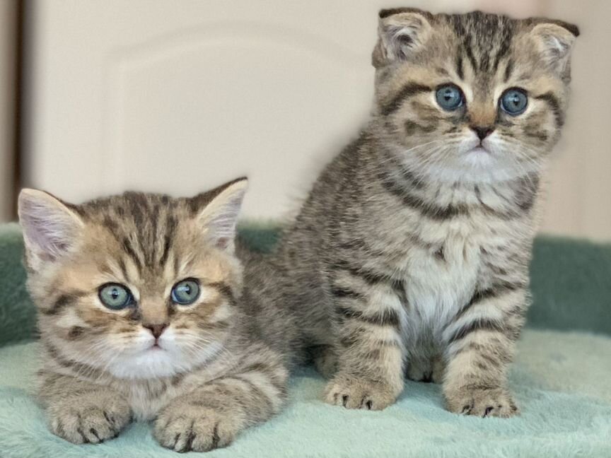 Шотландские котята