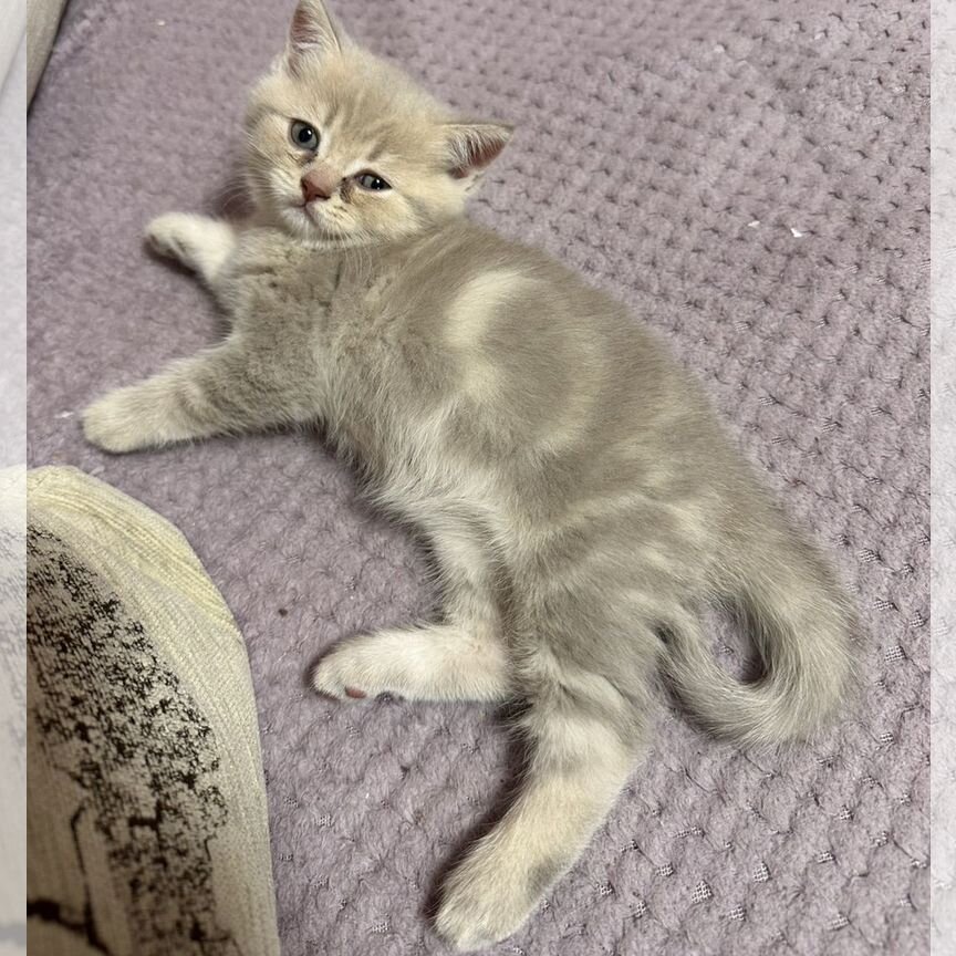 Шотландский прямоухий короткошёрстный котёнок