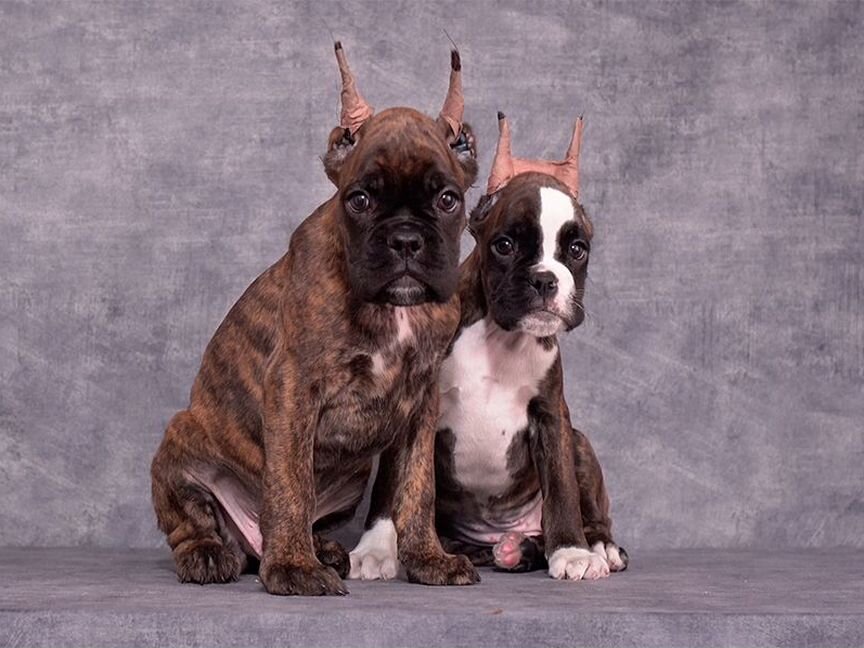 Тигровые щенки немецкого боксера