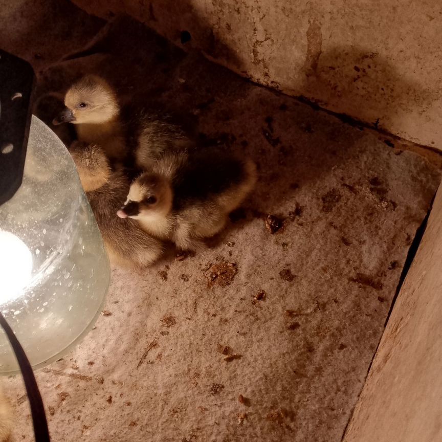 Гусята суточные