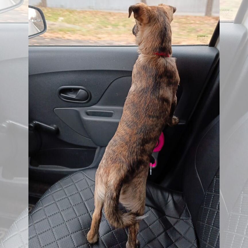 Голландская овчарка, щенок