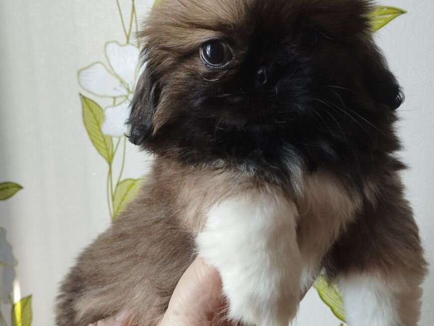Пекинес мальчик