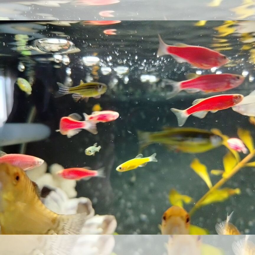 Аквариумные рыбки Данио