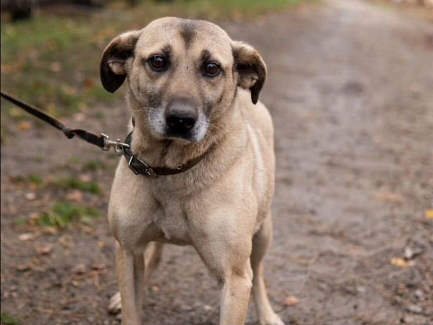 Удобный пес Мороз ищет дом