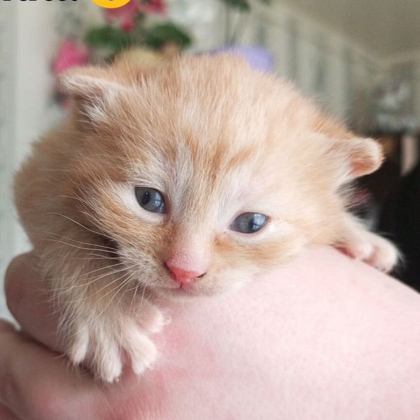 Котёнок в добрые руки