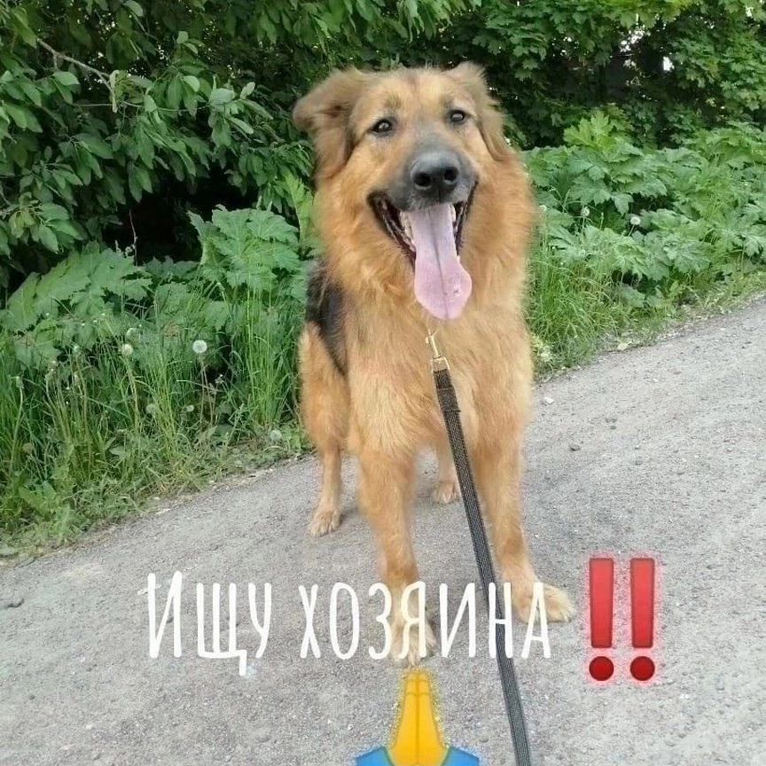 Собака в добрые руки