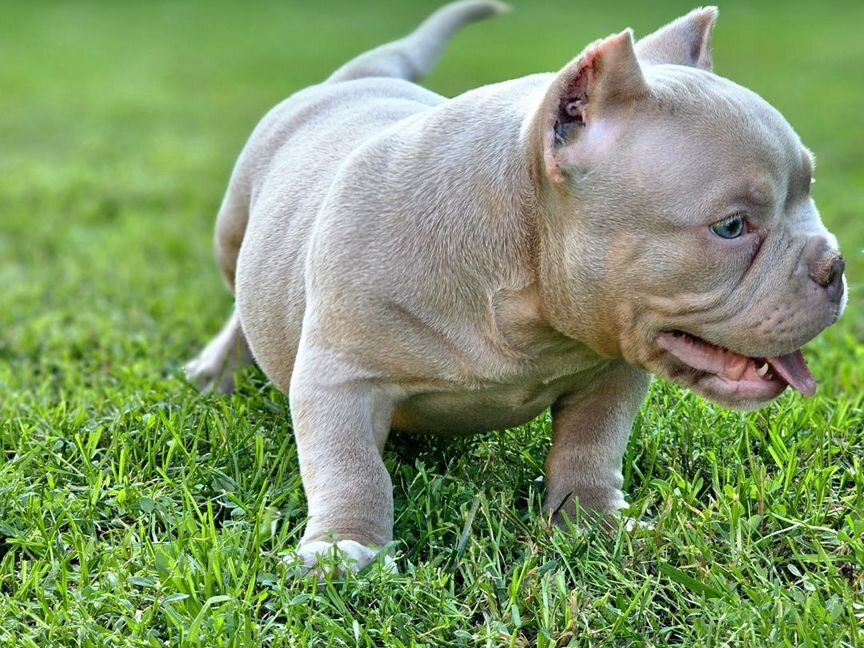 Американский булли микро экзот