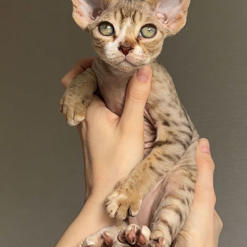 Неугомонный иследователь