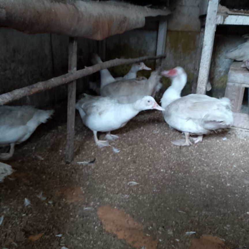 Индоутки мускусные