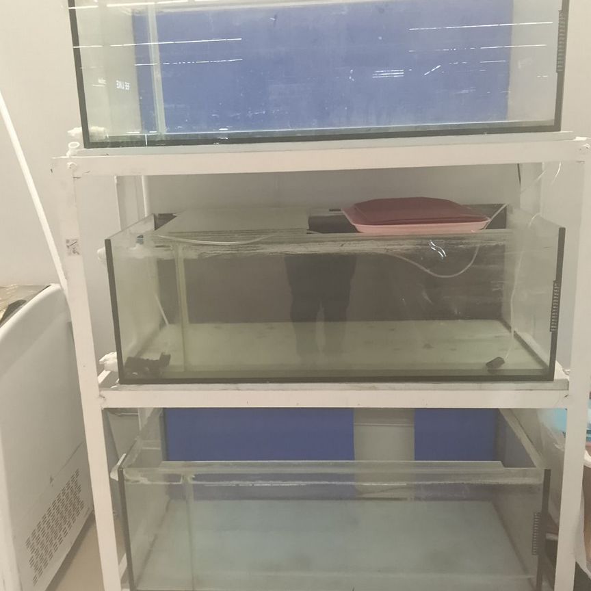 Аквариум для продажи живой рыбы