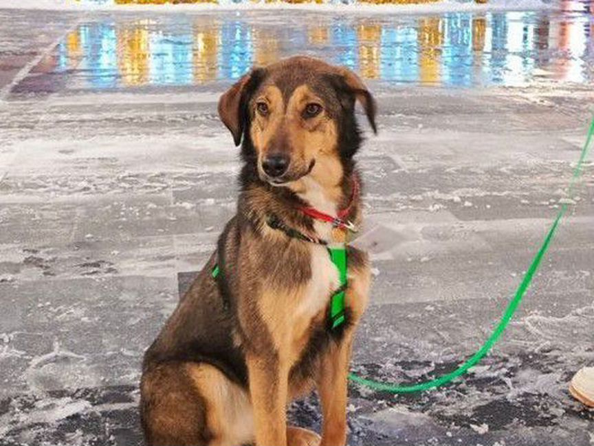 Миса верит в новогоднее чудо