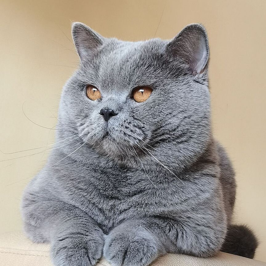 Британский жених