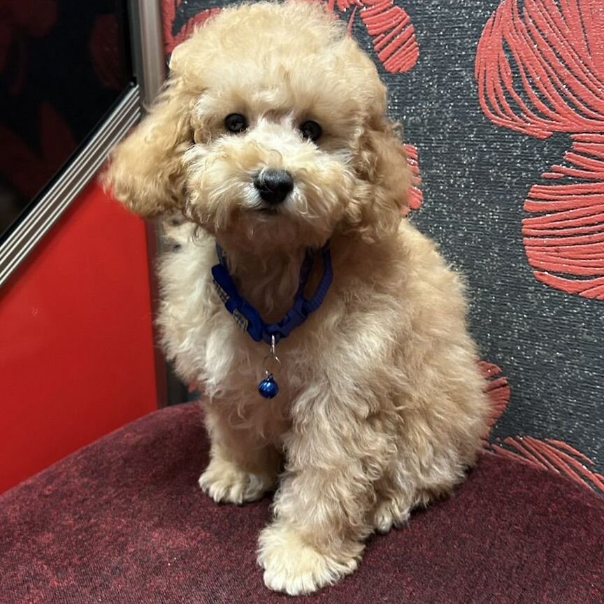 Той-пудель, щенок